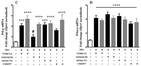 Molecular Understanding Of The Activation Of Cb1 And Blockade Of Trpv1 Receptors Implications