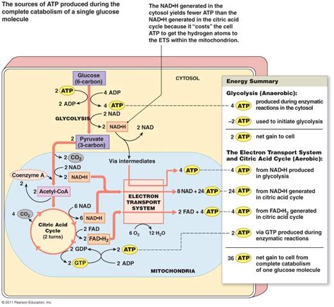 [diagram] Water Cycle Diagram Test Mydiagram Online