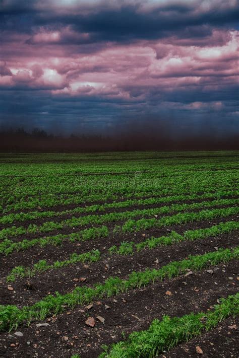 Everything Is Drowning In Dense Stream Of Dust Stock Image Image Of Breeze Blow