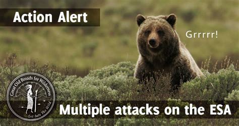 Action Alert Help Protect The Esa