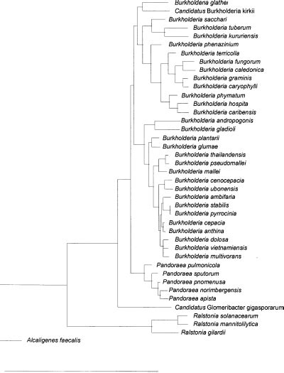 Diversity And Significance Of Burkholderia Species Occupying Diverse