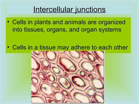 Ap Bio Ch 7 Part 2 The Extracellular Matrix Ppt Biological Sciences Science
