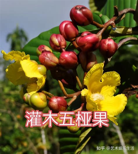 五桠果科的6种代表植物 知乎