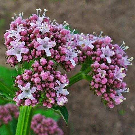Valerian Seeds Valeriana Officinalis €250🌸🌿🌱🌳🌼 Medicinal Plants