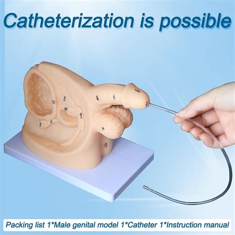 Pvc Medical Simulation Male And Female Catheterization Training Model