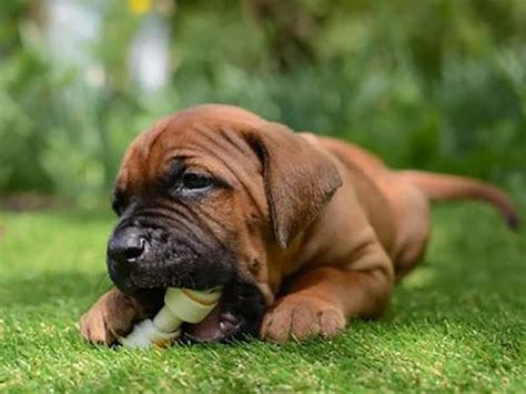 Japanese Mastiff