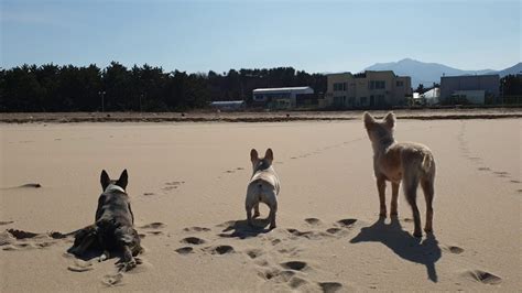 오빠를 기다리는 동생들을 자세 Youtube