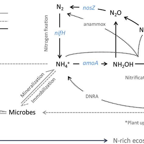 The Nitrogen N Cycle In Forest Soil The Cycling Of N In Soil Can Be