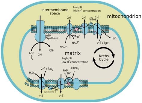 Krebs Cycle Location At Margaret Burgin Blog