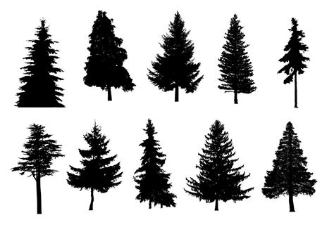 10 Pine Tree Silhouette PNG Transparent OnlyGFX Com