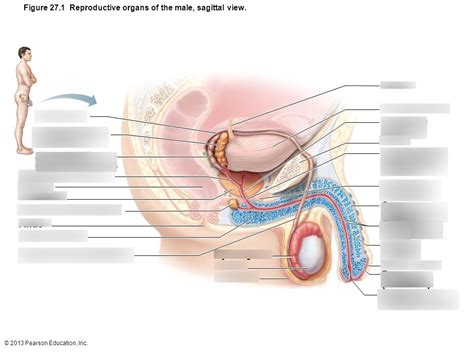 Ex 27 Male Reproductive System Diagram Quizlet