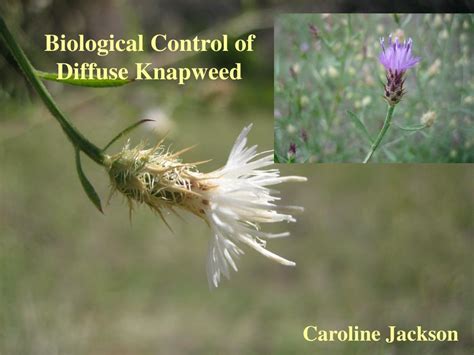 Ppt The Control Of Pests And Weeds Powerpoint Presentation Free