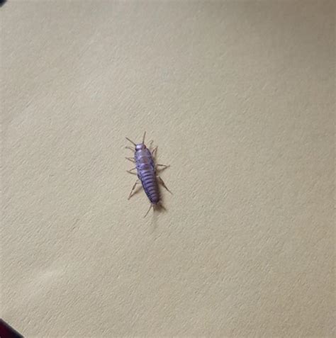 A Purple Silverfish Found On Rwhatisthisbug Rreallifeshinies