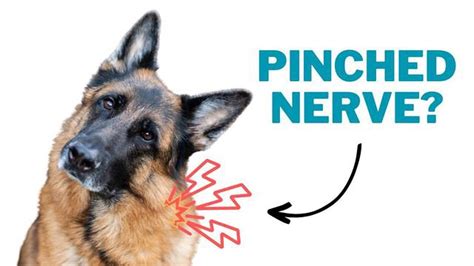 Dog Pinched Nerve Causes Symptoms And Treatment Options