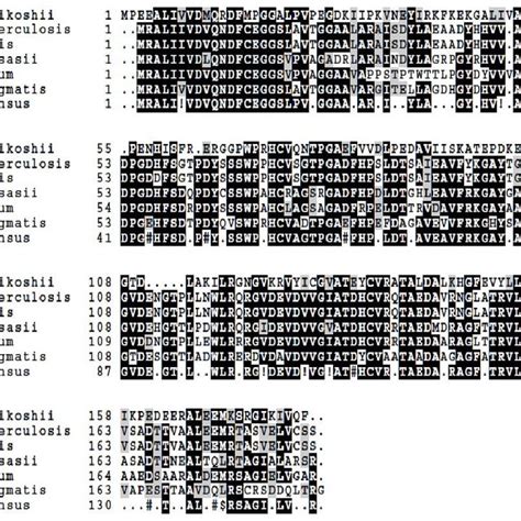 multiple sequence alignment of m tuberculosis m bovis m avium m