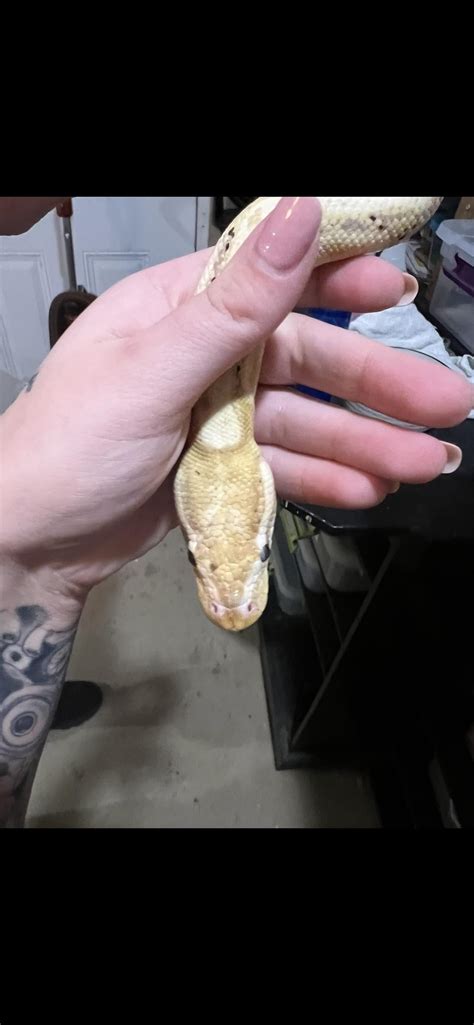 morph identification r ballpythonmorph