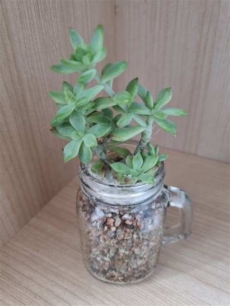 다육이키우는법 내공100 지식in