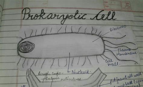 Diagram Of Prokaryotic Cell Also Define It EduRev Class Question