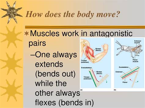 Ppt Support And Locomotion Powerpoint Presentation Free Download
