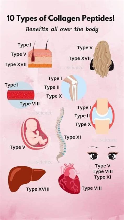Nrf2 Science The Difference Between Nrf2 And Nrf1 Protandim Nrf2 • Reduce Oxidative Stress