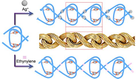 西湖大学刘志常团队—构筑无限扭转的“8”字项链聚索烃 X Mol资讯