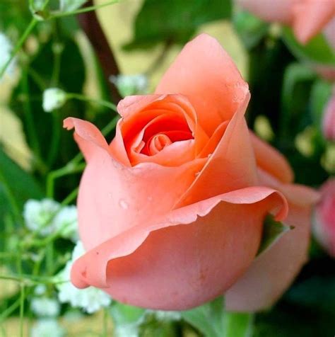 Life Style شێوازی ژیان Halabja