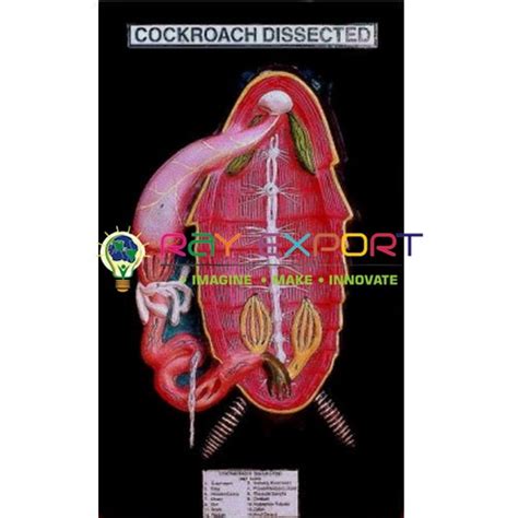 Cockroach Dissection Model Biology Lab Equipments Manufacturer Suppliers