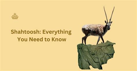 Shahtoosh The Most Expensive Wool I Wish You Never Have 1