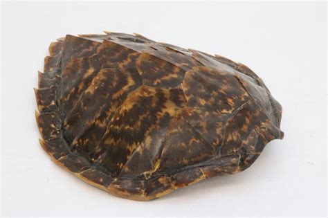 Sold At Auction A Genuine Tortoise Shell