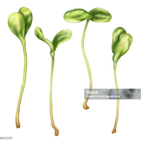 수채화 스타일의 해바라기 미세 녹지의 그림 어린 종자 묘목 음식에 유용한 보충제 흰색 배경에 클립아트 원예 용 식물 요리 재료