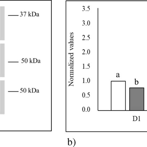 Western Blot Analysis A And Densitometric Analysis Of D1 And Rubisco