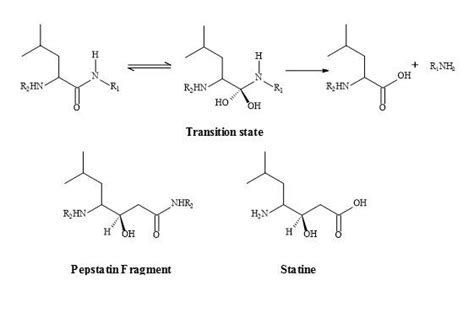 Peptide Bond Transition State Analogue Download Scientific Diagram