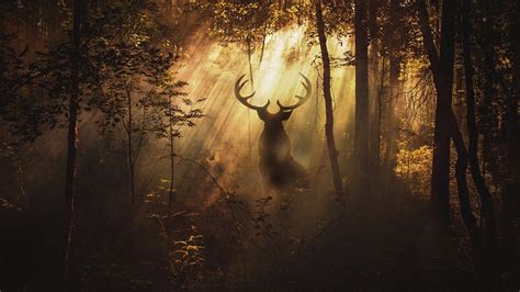 Deer In Forest Wallpapers Wallpaper Cave