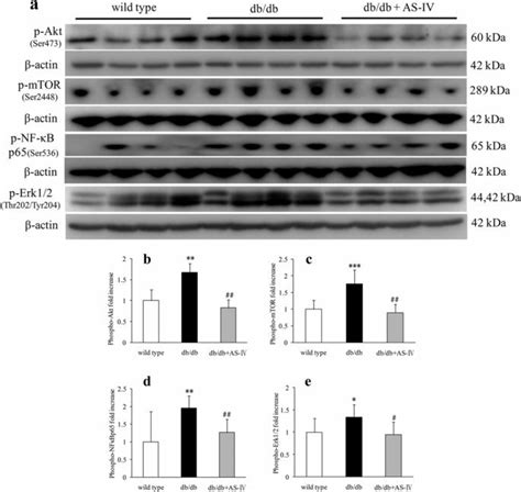 mice in the db db group showed more renal cortical expression of