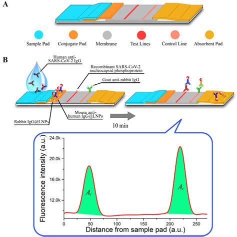 Rapid And Sensitive Recognition Of Anti‐sars‐cov2 Igg Using