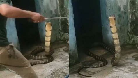 King Cobra Attacks On Snake Rescue Man Snake Video Goes Viral On Social