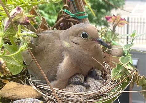 Nesting Mourning Doves Pay A Visit To A Minnesota Mourner