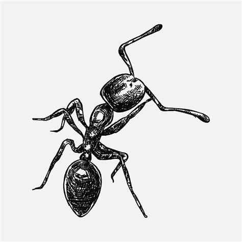 Hand Drawn Illustration Of An Ant Sketch Realistic Drawing Black And