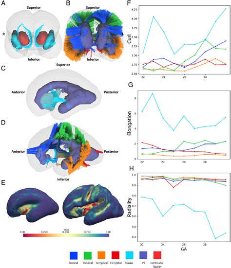 Fetal Diffusion Imaging Demonstrates Curved And Oblique Radial Glial Download Scientific