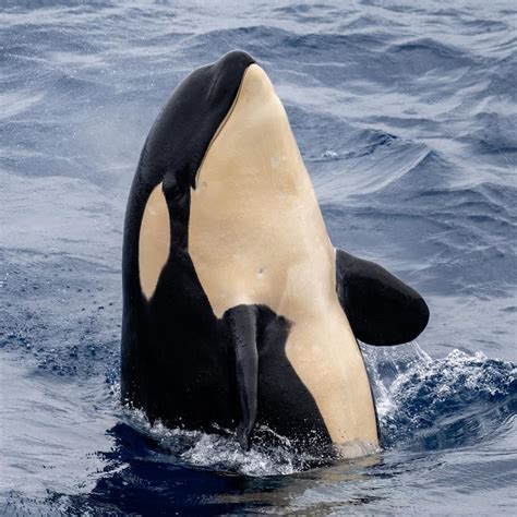 Orca Whale Underwater With Calf Zimo Killer Whale Wiki Fandom