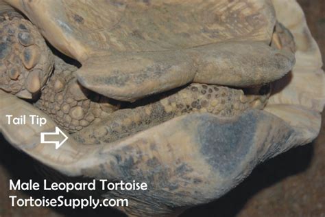 Sexing Your Tortoise How To Determine The Sex Of Your Tortoise