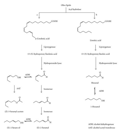Scheme Of The Lipoxygenase Metabolic Pathway Download Scientific Diagram