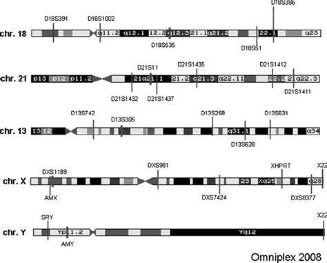 Graphic Scheme Of The Chromosomal Localization Of Markers Used In A