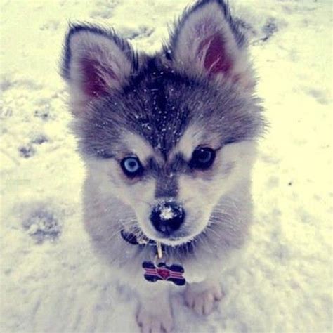 Corgi Husky Puppies