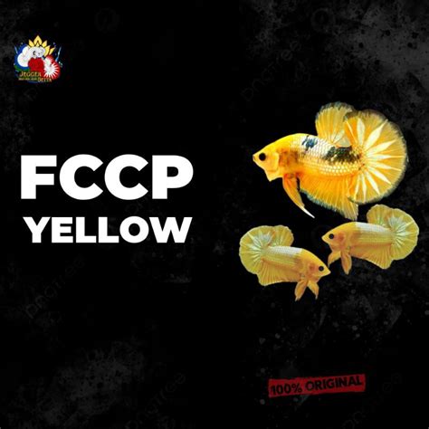 Jual Stiker Cupang Fccp Yellow Star Tail Hiasan Aquarium Shopee