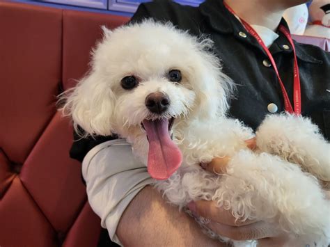 비숑프리제 뭉치 노르웨이숲성격 데본렉스성격 뱅갈성격 샴성격 셀커크렉스성격 스핑크스성격 아메리칸숏헤어성격 아메리칸컬성격 아비시니안성격 엑조틱성격 터키시앙고라성격 페르시안성격