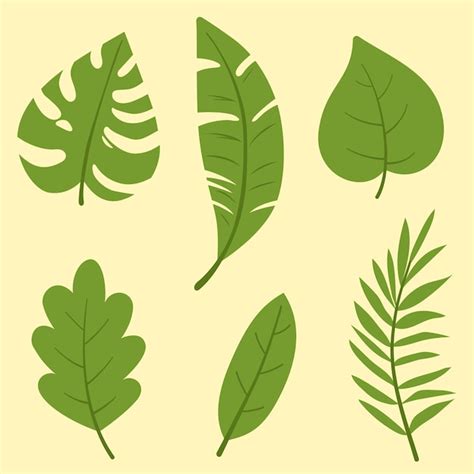 Premium Vector Leaf Vector Collection