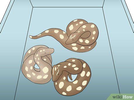 How To Breed Ball Pythons With Pictures WikiHow Pet