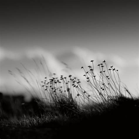 Black Point Grass Artofit