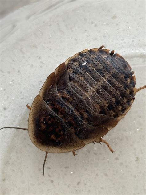Cockroach R Whatsthisbug